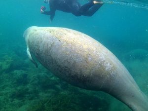 Snorkelen met zeekoeien Florida: 3x doen in Crystal River