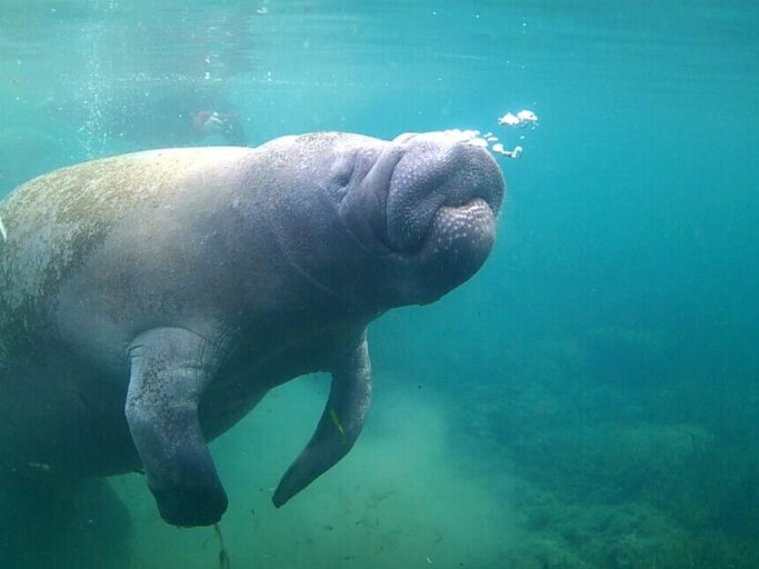 Snorkelen met zeekoeien Florida: 3x doen in Crystal River