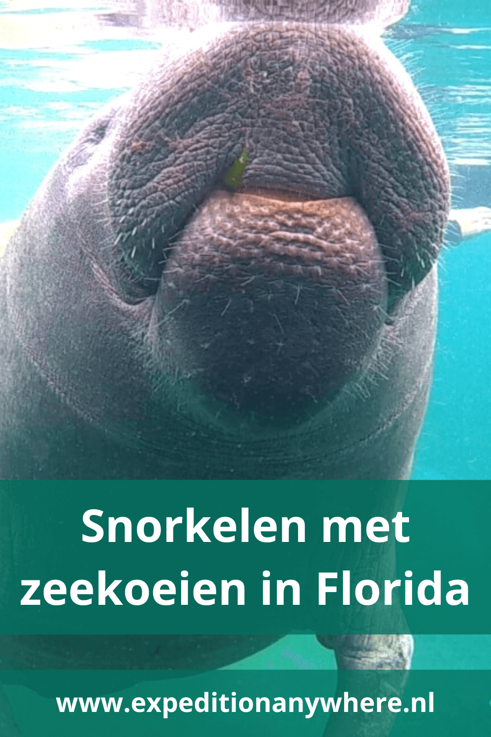 Snorkelen met zeekoeien Florida: 3x doen in Crystal River