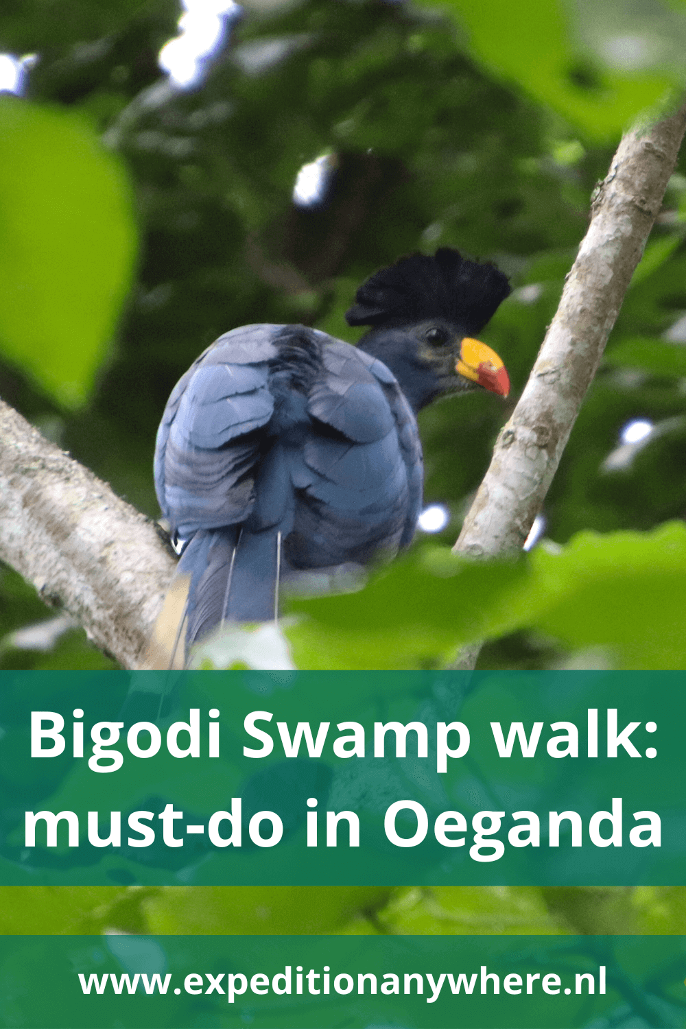Bigodi Swamp walk: een must do in Kibale Forest, Oeganda